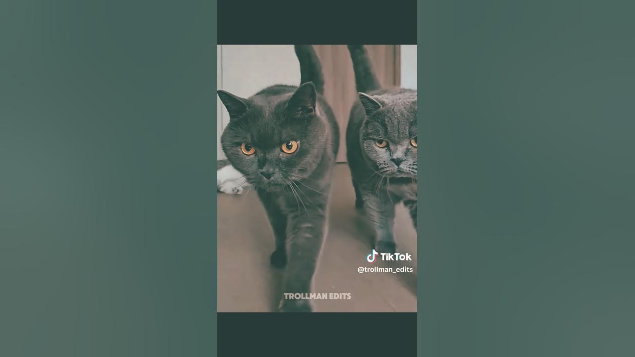 cat's synchronization 🫡🫡 wow 😲 - YouTube