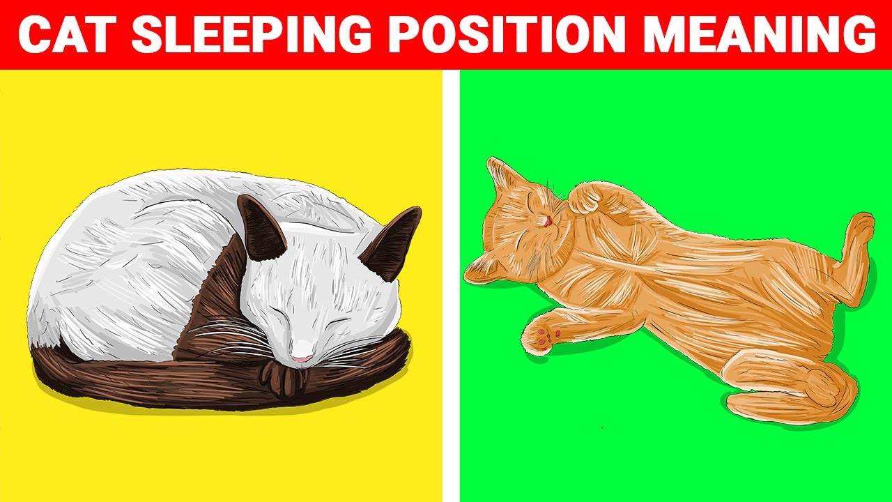 Discover the Health and Personality Clues Revealed by Your Cat's ...