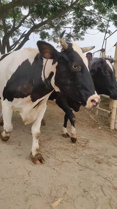 এত বড় গাই গরু 😲 #viral #youtubeshorts #cow #গরু #bull #goru #youtube ...
