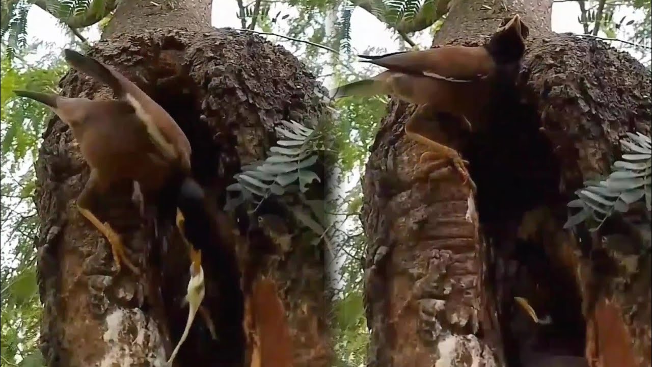 Common Myna lay five eggs and are close to hatching#05 [ My Nest nests ...