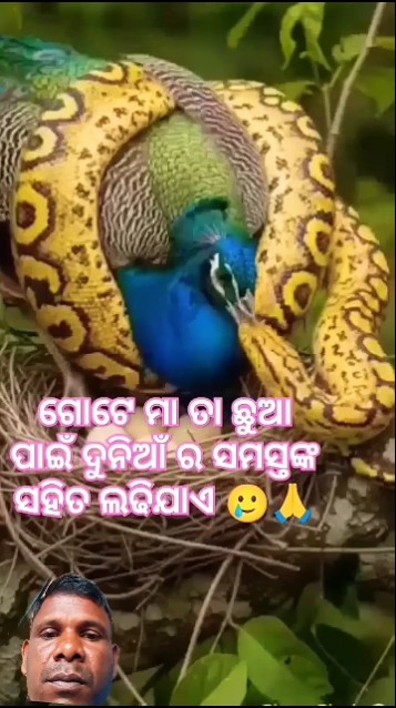 peacock Vs snake fight # peacock protect her egg # short video - YouTube