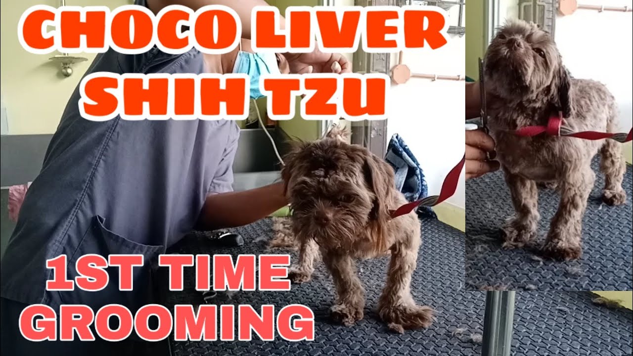 CHOCO LIVER SHIH TZU | FIRST TIME GROOMING - YouTube