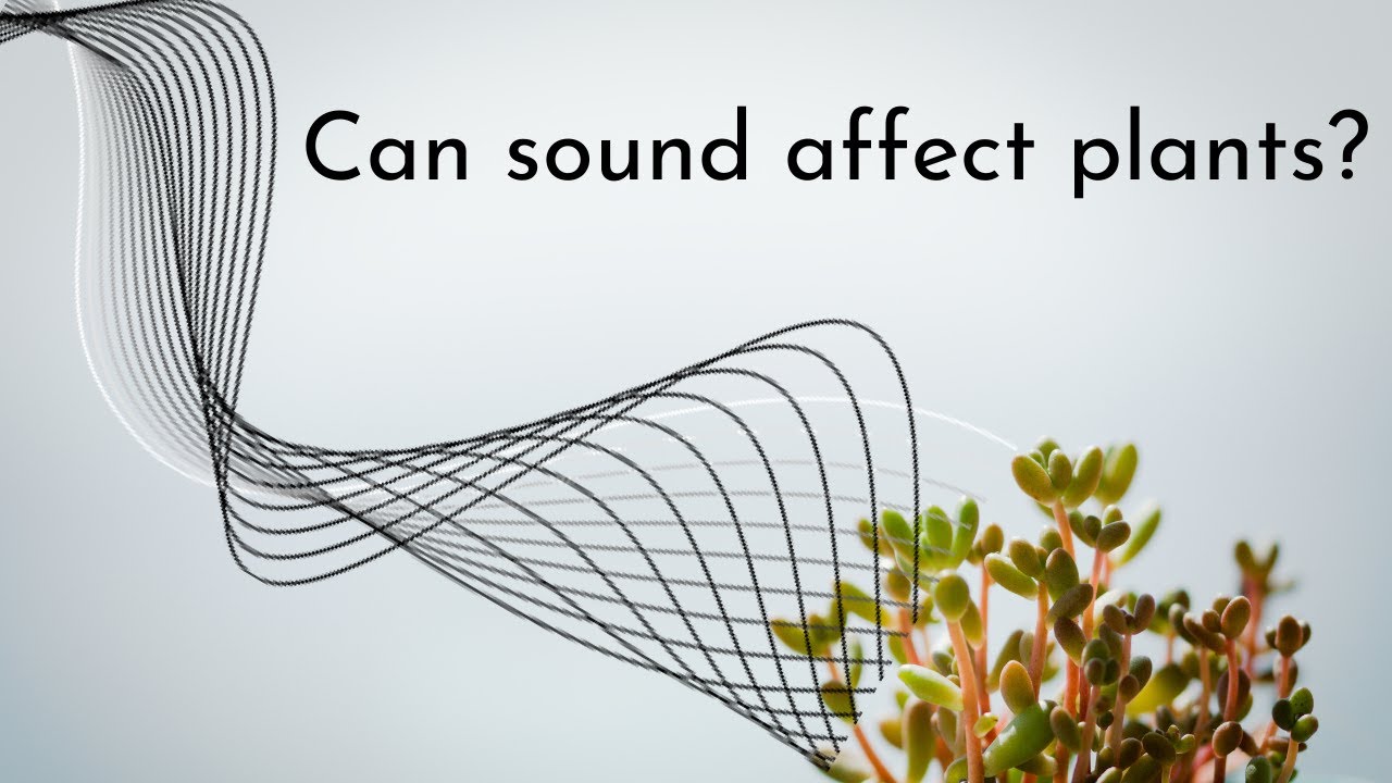Sounds and Seeds: Plant Emissions and Responses to Sonic Stimuli - YouTube
