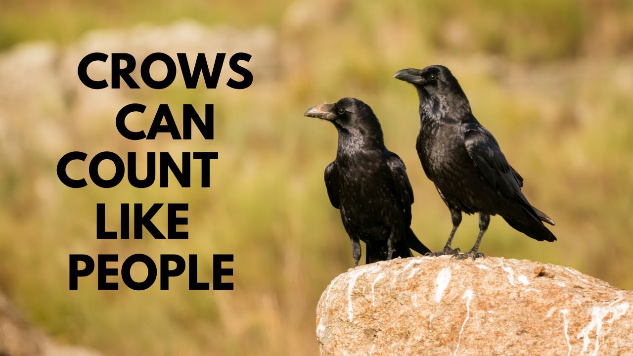 Crows Can Count Like People - YouTube