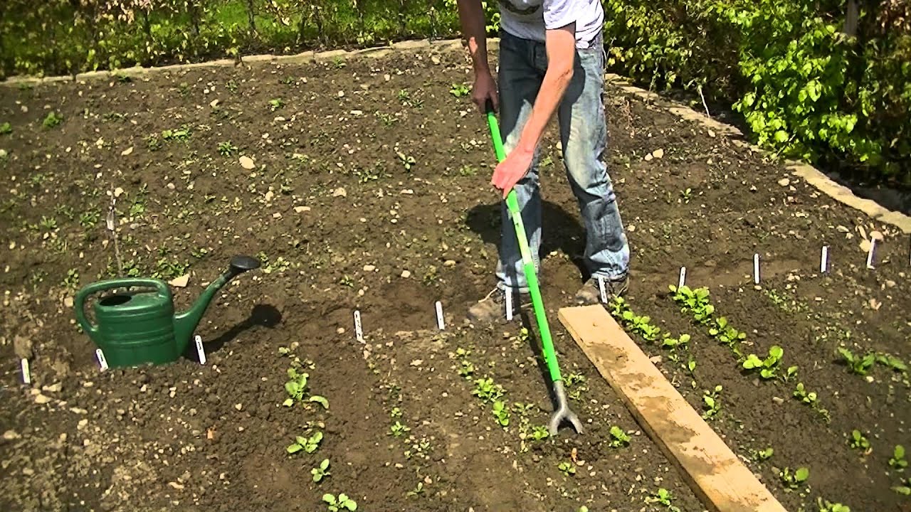 How to Thin Out Swede Seedlings - YouTube