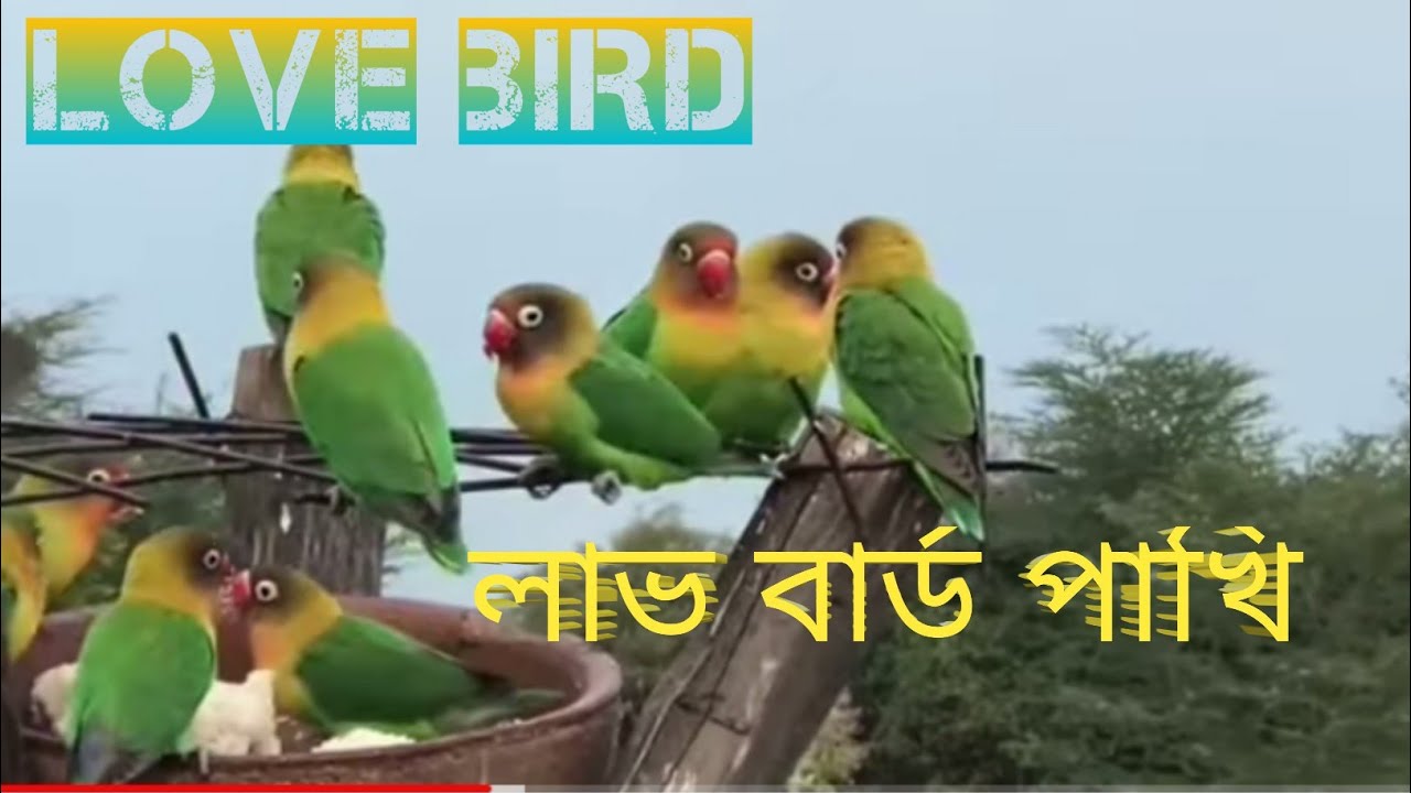 Love Bird Pakhi || Love Bird |লাভ বার্ড পাখি | - YouTube