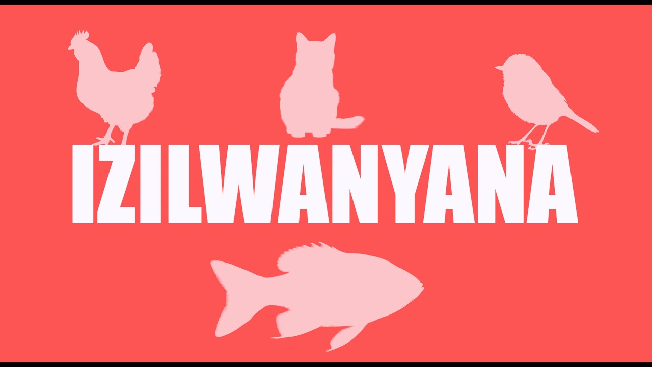 Izilwanyana (Animals) | isiXhosa Lesson for Kids. - YouTube
