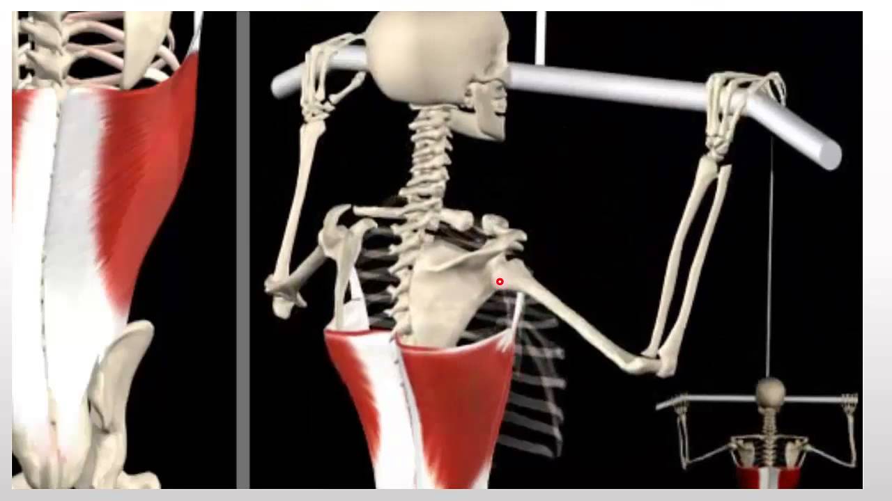 Rhomboids VS Lats | Learn Proper Pulling Ratios - YouTube