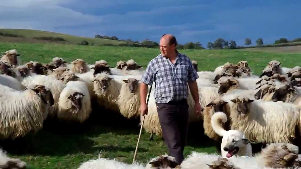 Basque Shepherd with Latxa Sheep - YouTube