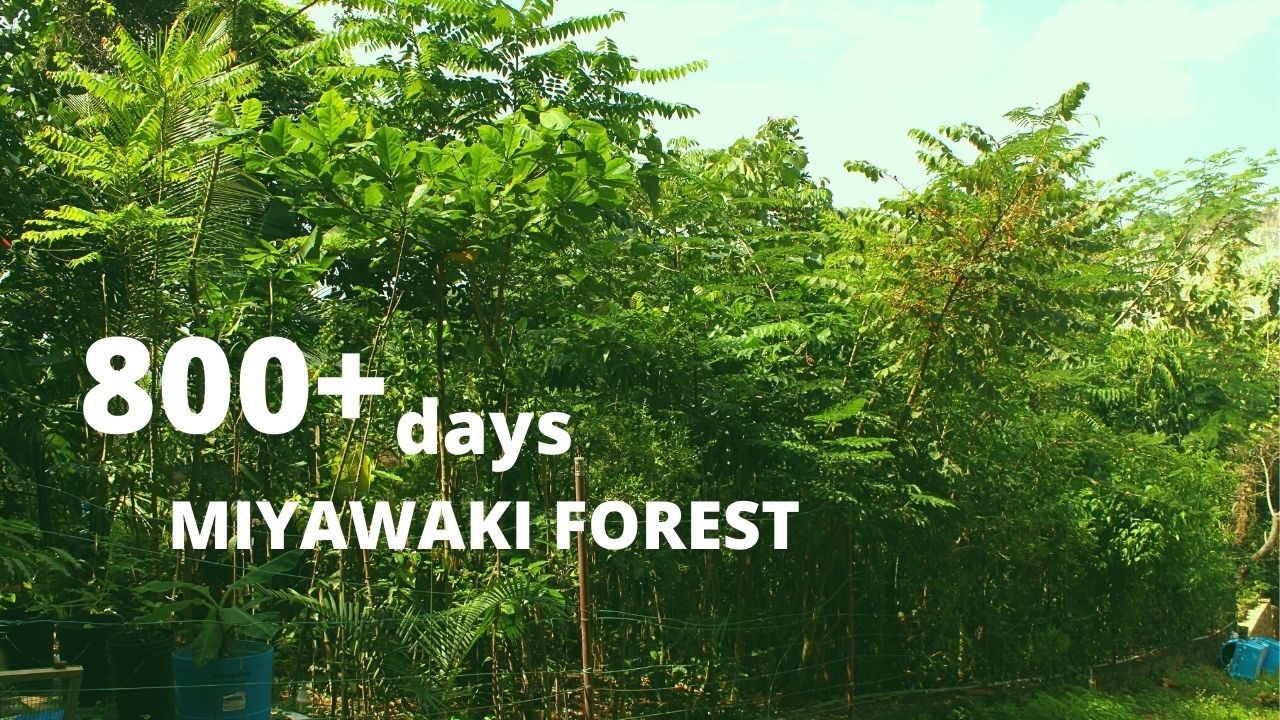 800 + days old Miyawaki forest| First Miyawaki Forest | Crowd Foresting ...