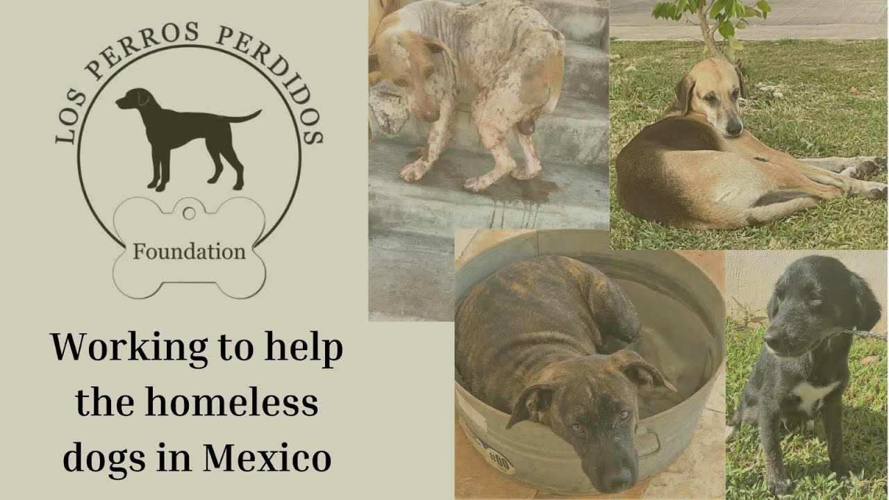 Homeless Dogs in Mexico Need Our Help - YouTube