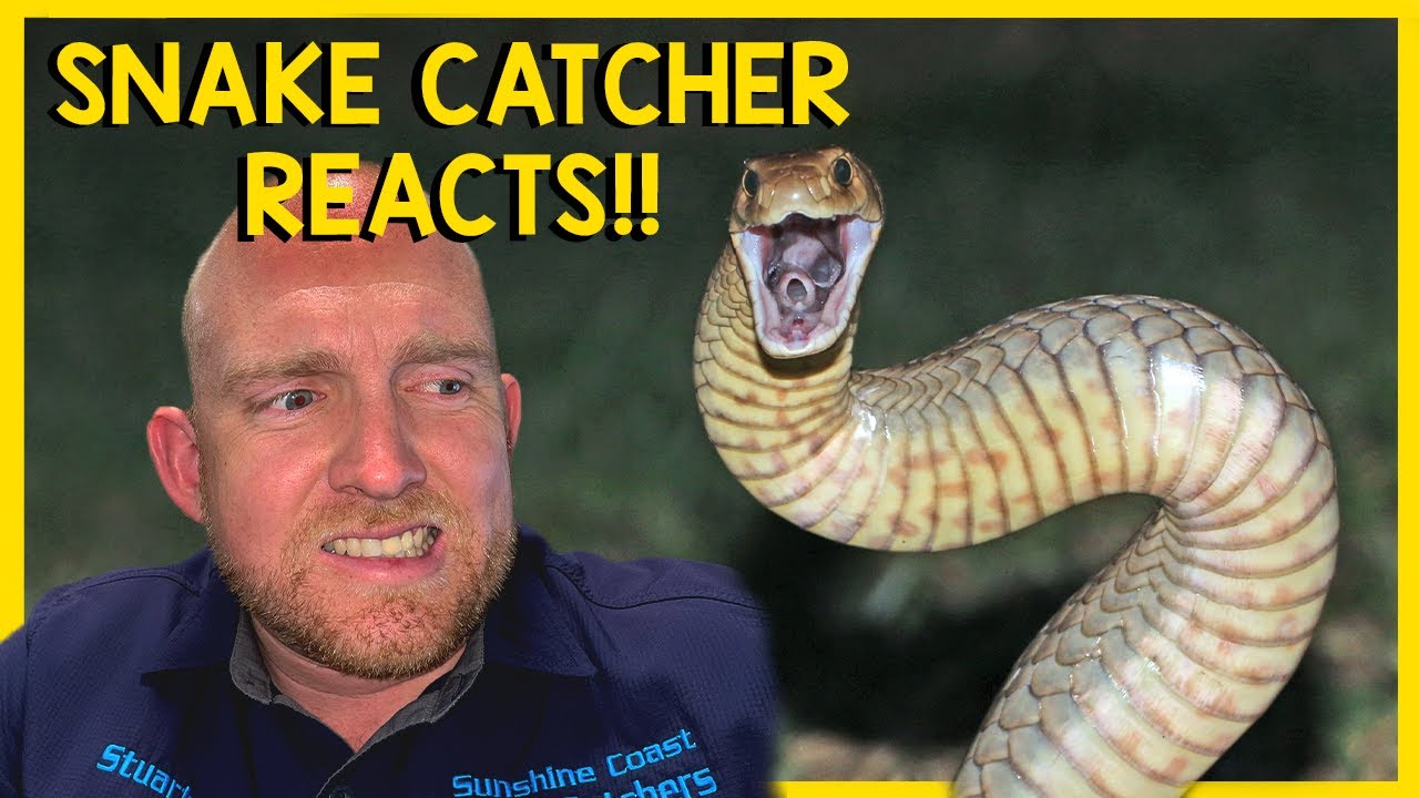 SNAKE CATCHER REACTS!!! - YouTube