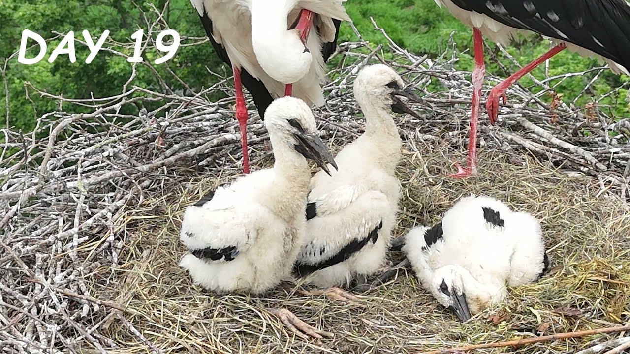 Parents wake up their baby storks - Drone video day 19 - Stork family ...
