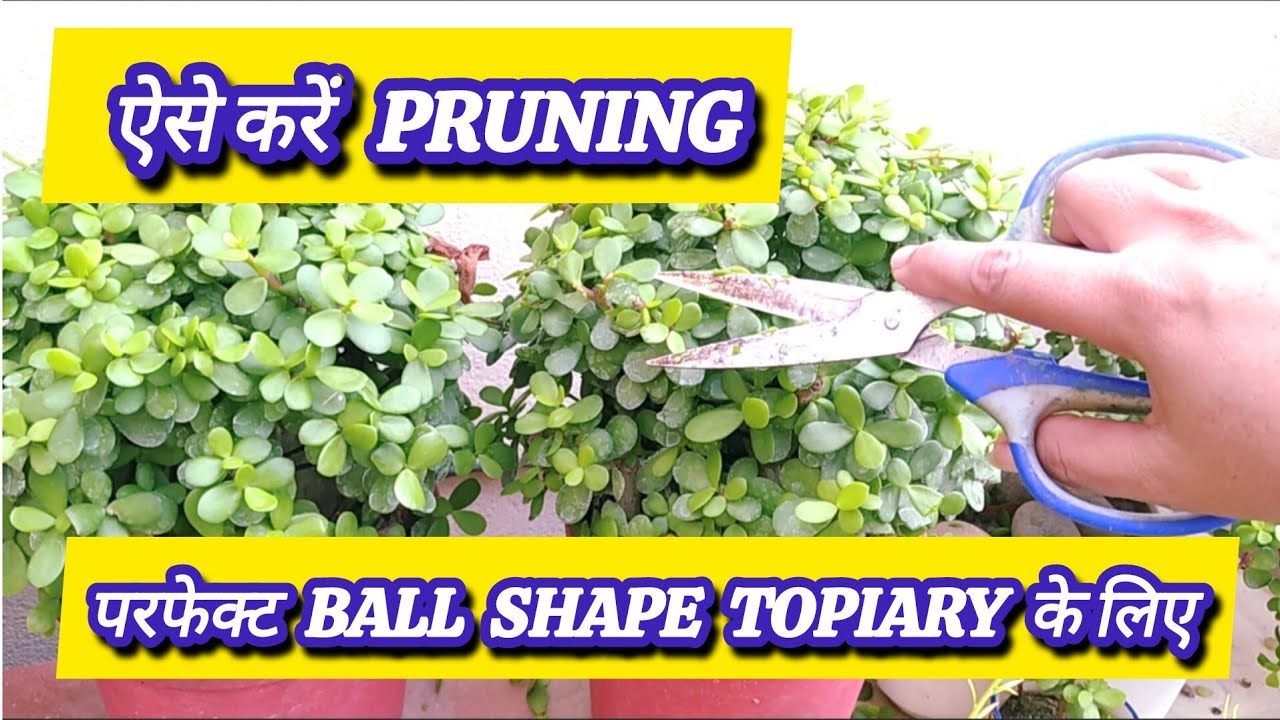 Pruning Tips To Get Perfect Round Shape Jade Topiary/ऐसे करें prune ...