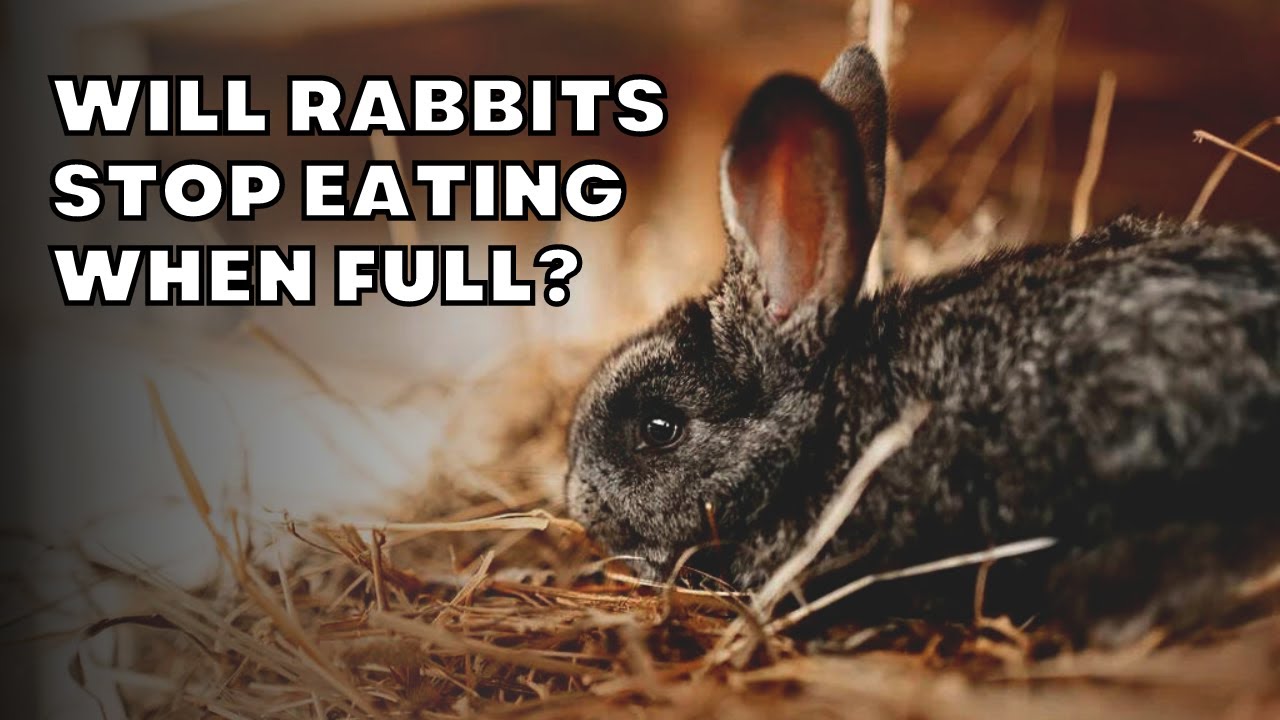 The Shocking Truth About Rabbits and Overeating - Do They Ever Stop ...