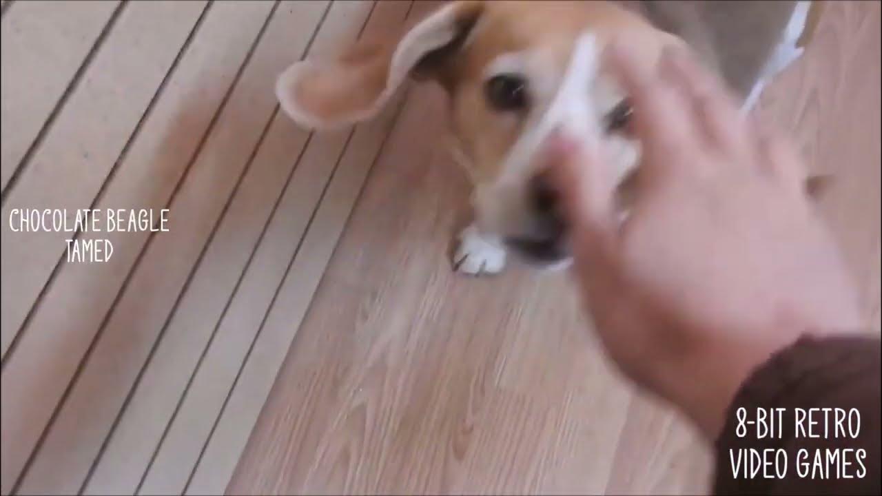 Taming the Beast Beagle | Far Cry Primal - YouTube