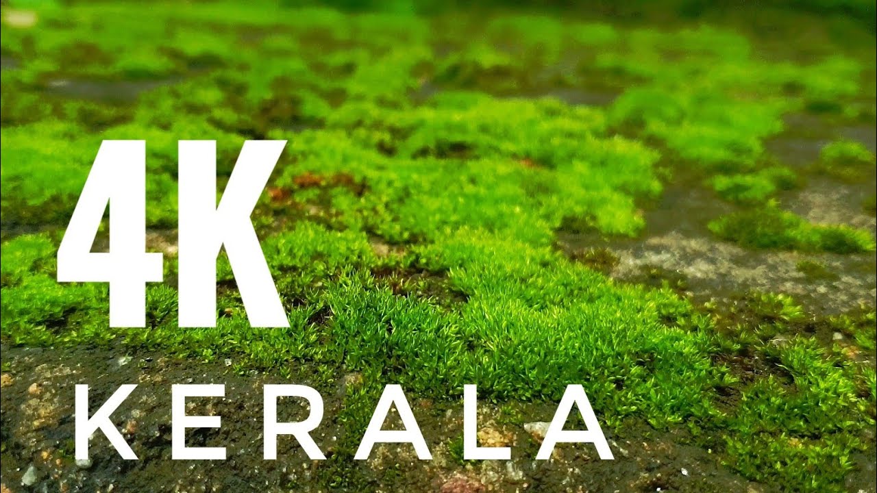 [4k] Nature video | Raw footage | No edits | 2021 | Green of nature ...