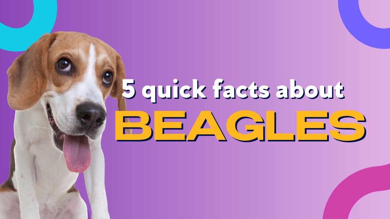 Beagles! 5 Quick Facts About This Awesome Breed - YouTube