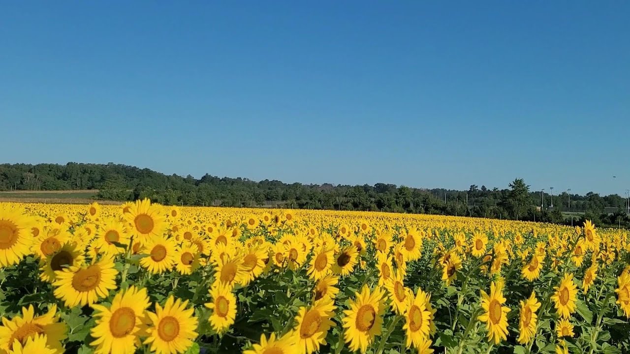 Sunflowers at Burnside Farm - YouTube