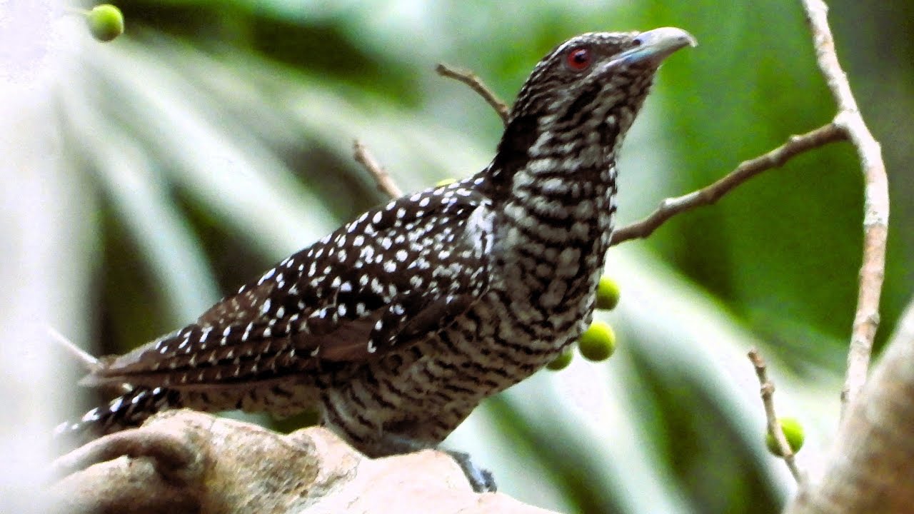 Koel Mating call / Asian male and female koel sound/koel song /koel ...