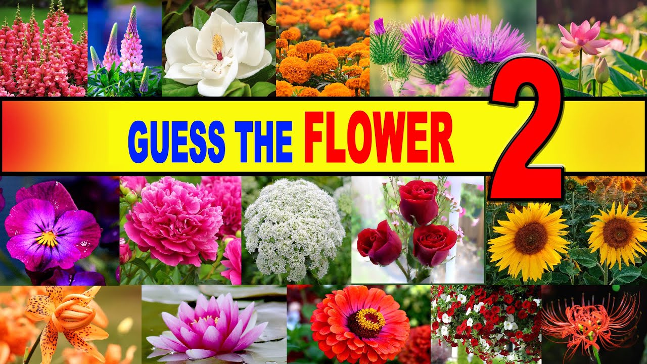 🌼 Can You Guess the Flower? | 🌸 Flower Quiz Challenge! 🌼 - YouTube