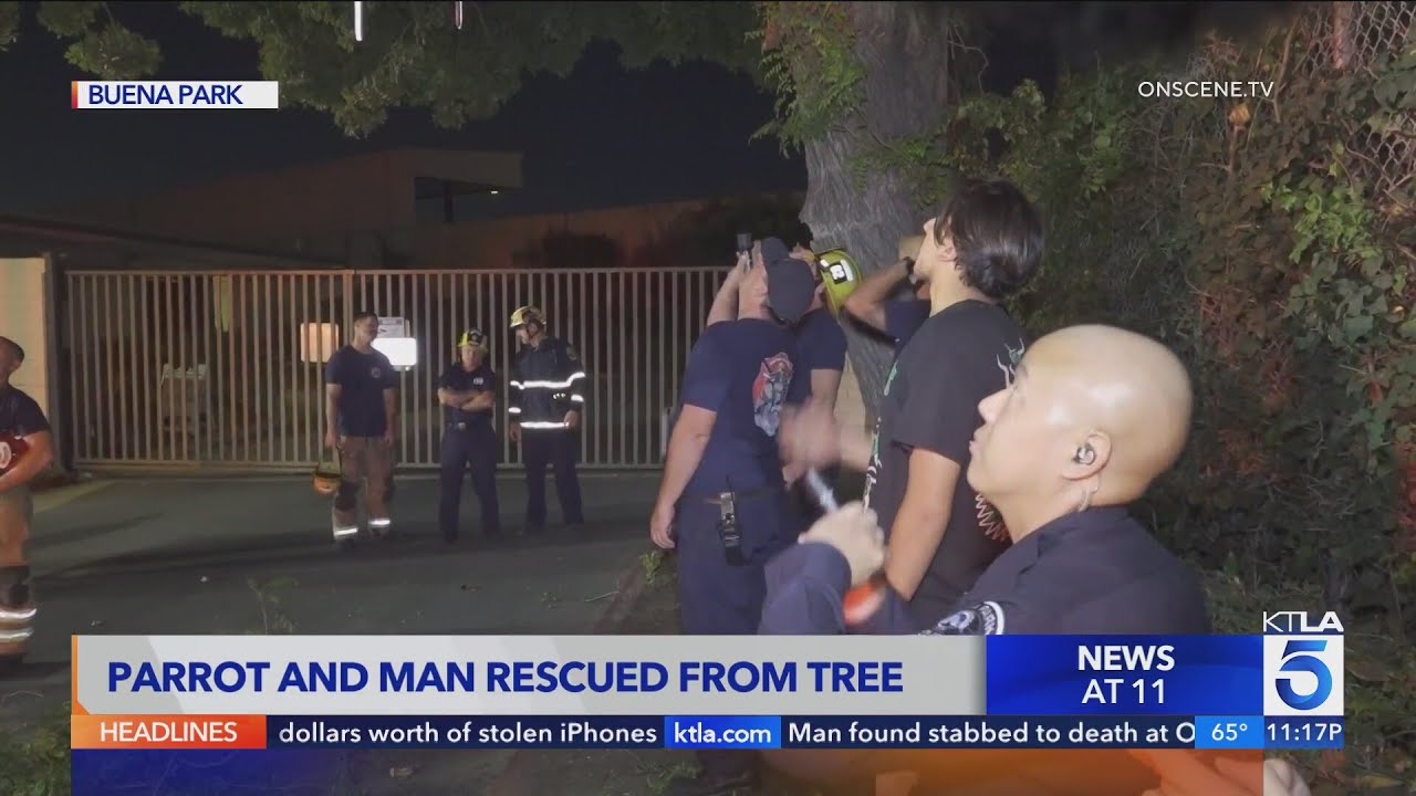 Parrot and man rescued from tree in Orange County - YouTube