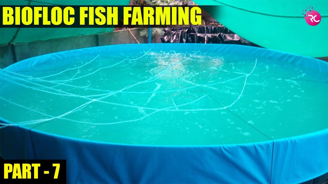 BIOFLOC Fish Farming Tutorial Part – VII - 1st Time in Hooghly | Rozina ...