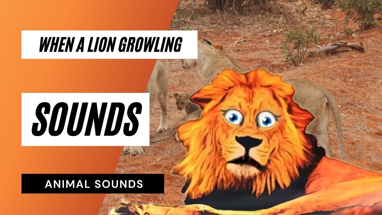 When A Lion Growling Sounds / Sound Effect / Animation - YouTube