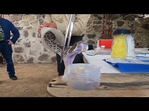 Extracción de veneno y liberación de viboras de cascabel. - YouTube