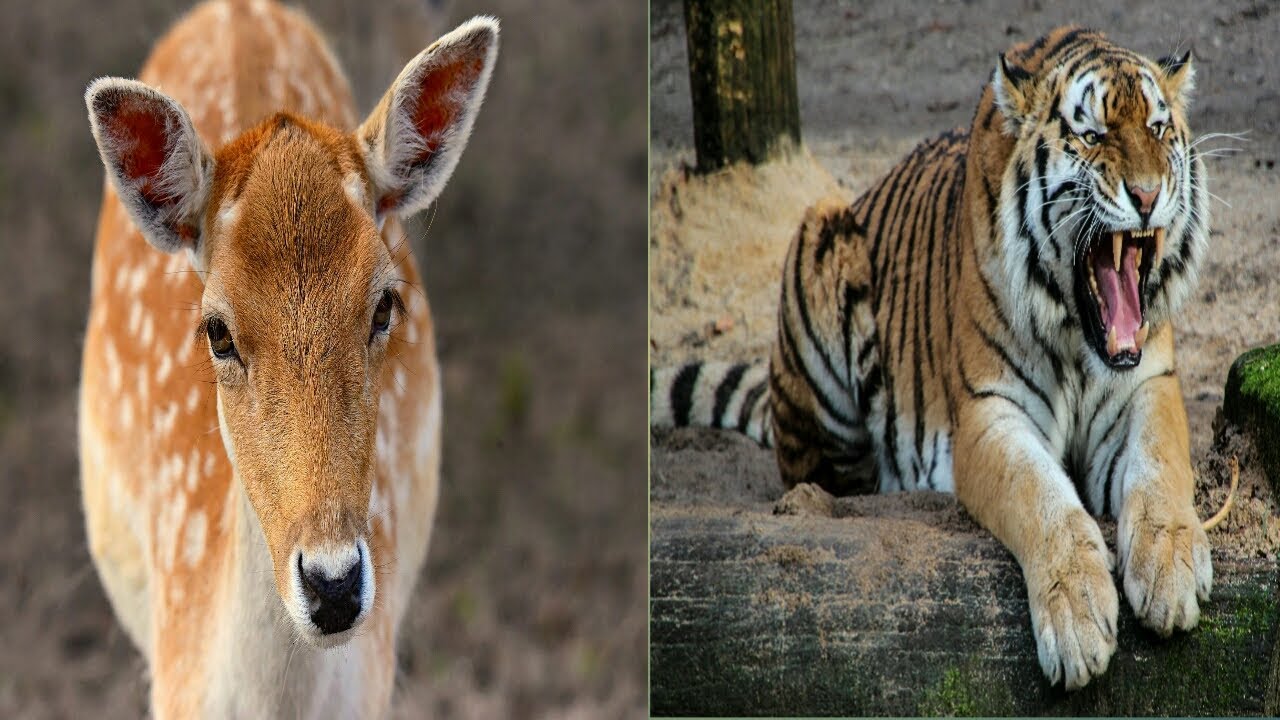 exploring animal world part1||animal planet||animal sound||animal video ...