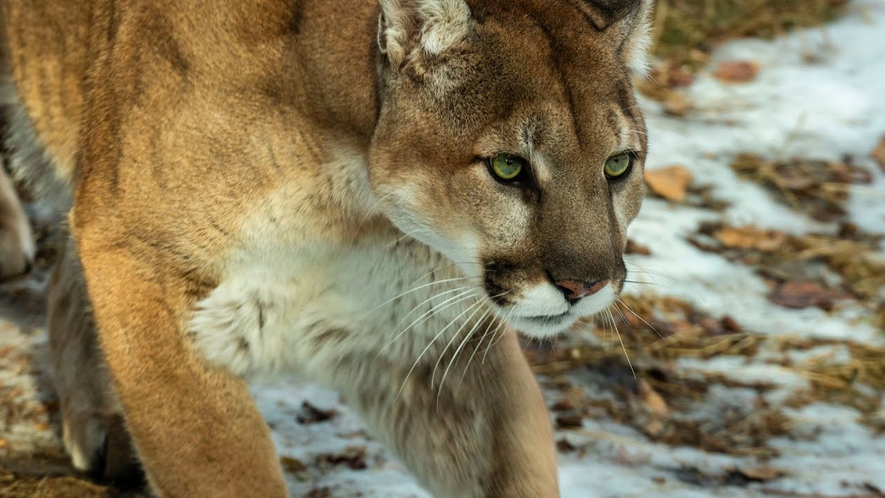 Cougars vs. Predators: How They Compete and Coexist - YouTube