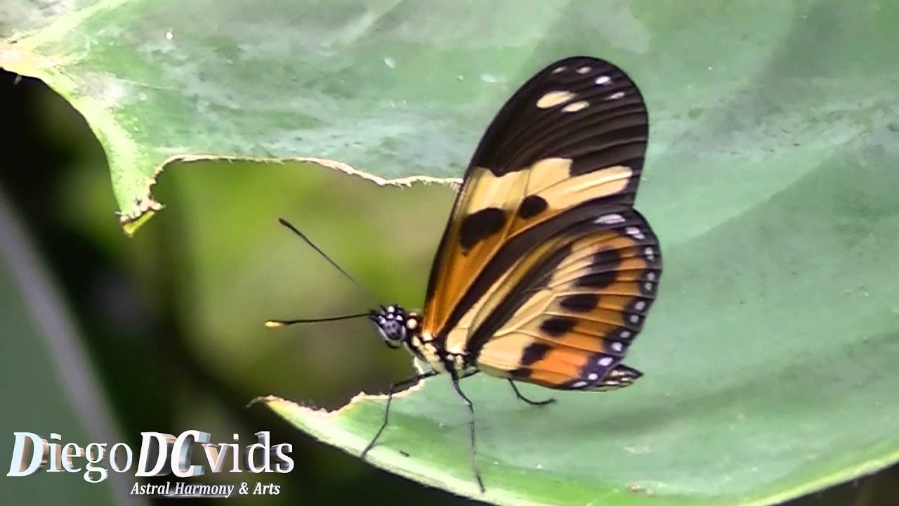 Heliconius ethilla narcaea (Nymphalidae) Ethilia Longwing, Maria-boba - YouTube