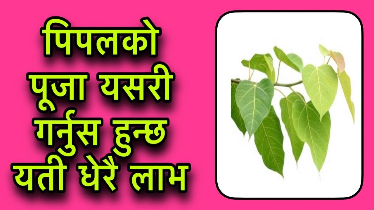 पिपलको पूजा यसरी गर्नुस हुन्छ यती धेरै लाभ/Pipal pooja - YouTube