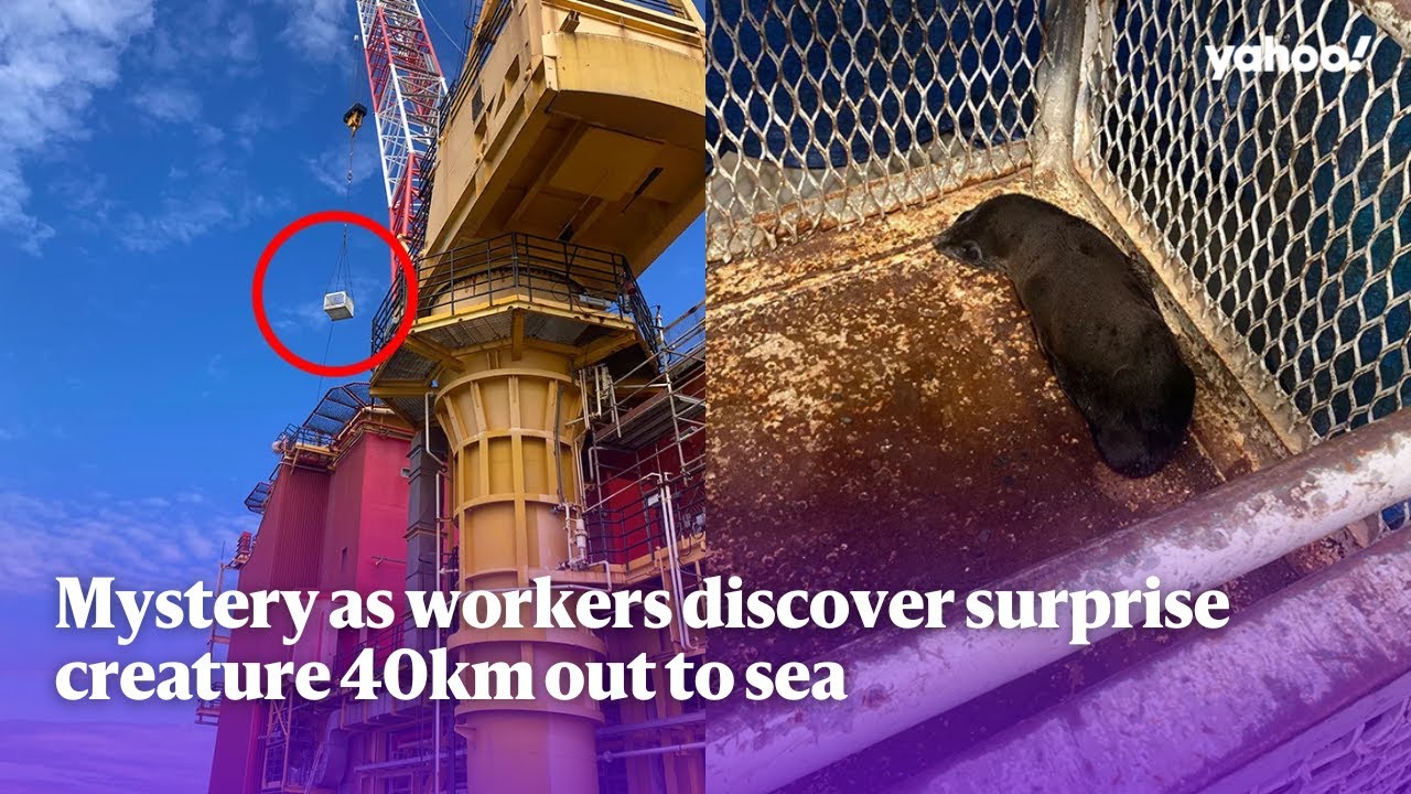Mystery as workers discover surprise creature 40km out to sea | Yahoo ...