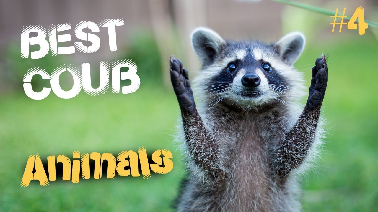 BEST COUB #4 (Animals) AMAZING Videos - YouTube