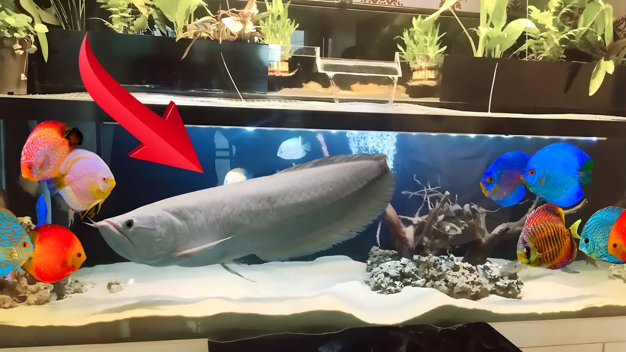 Our Biggest arowana Fish tank project ♥️🪄🫴 - YouTube