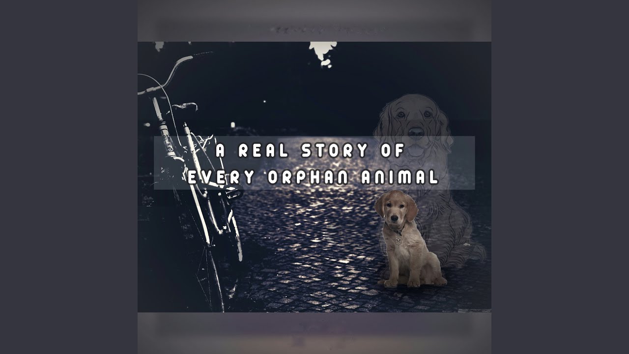 A Real Story of Every Orphan Animal - YouTube