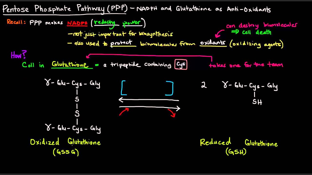 Pentose Phosphate Pathway (Part 4 of 5) - NADPH and Glutathione as Anti ...