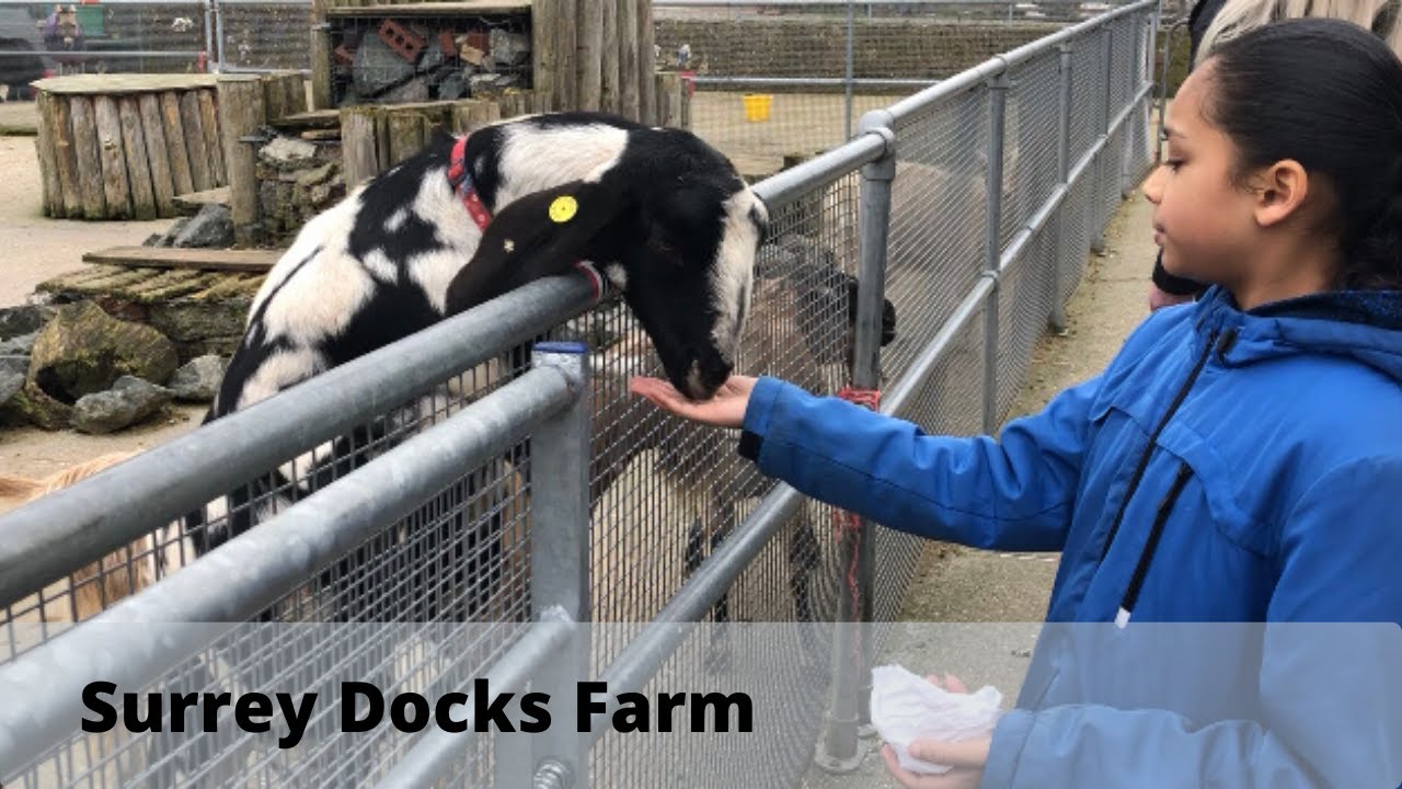 A Morning at Surrey Docks Farm - YouTube