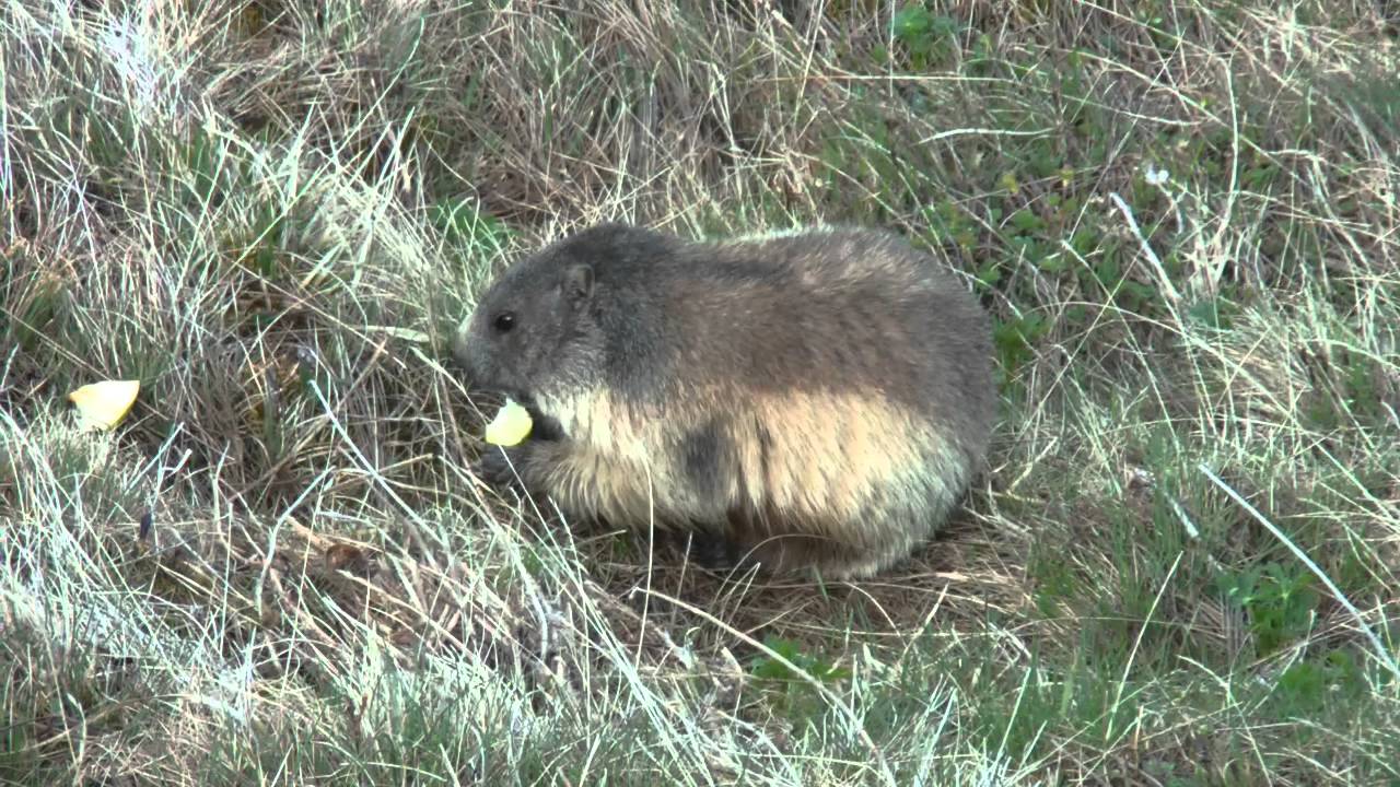 Mormota etetés, Großglockner Hochalpenstraße, 2013 - YouTube