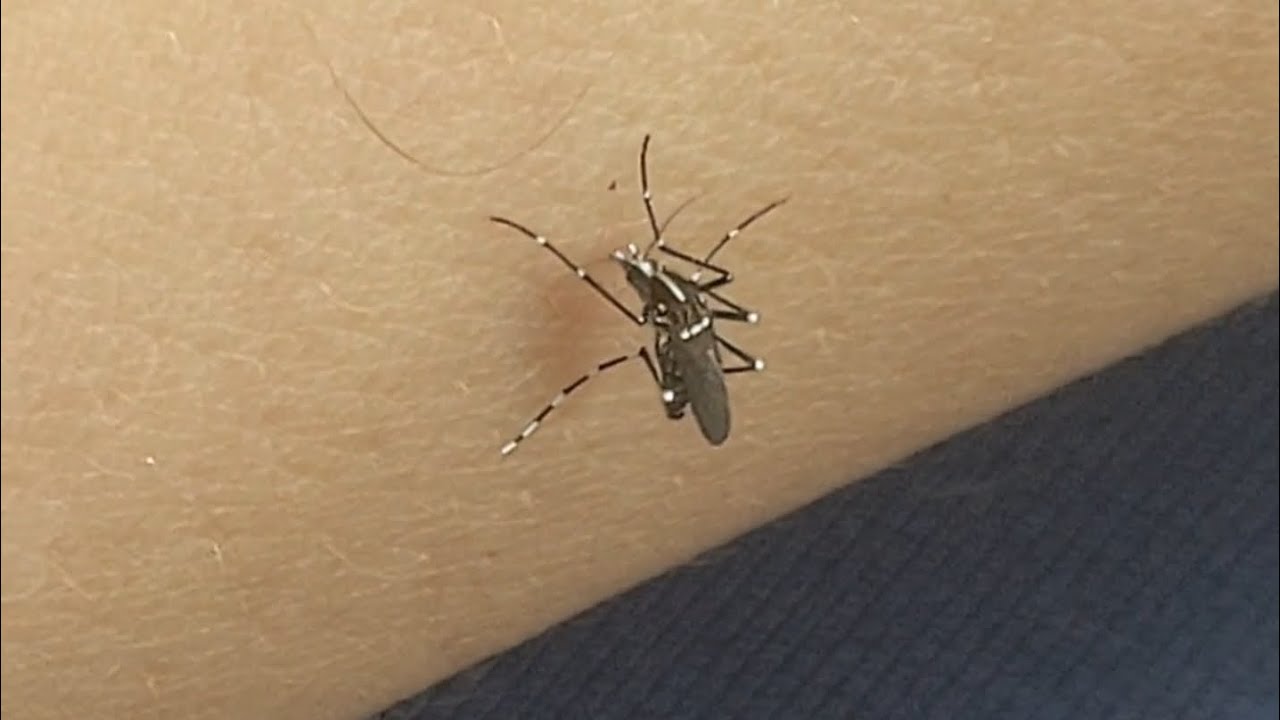 How to kill mosquito. battle with mosquitos #mosquito # ...