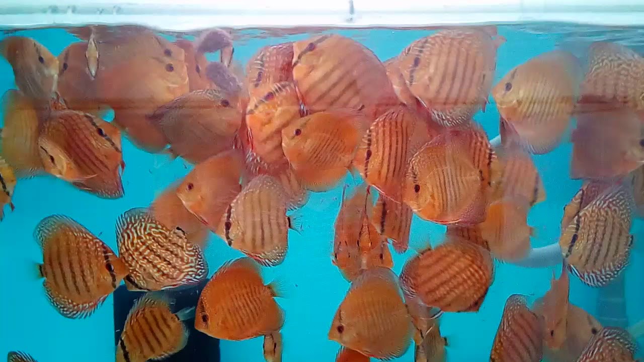 DISCUS-SINER. SK SNAKESKIN AND MOZAIC LEOPARD 8/2018 - YouTube
