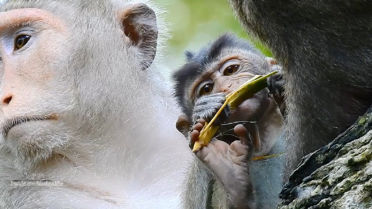 My Idol Cute Baby Monkey, Hair Style Very Pretty, Daily Monkeys Man#941 ...