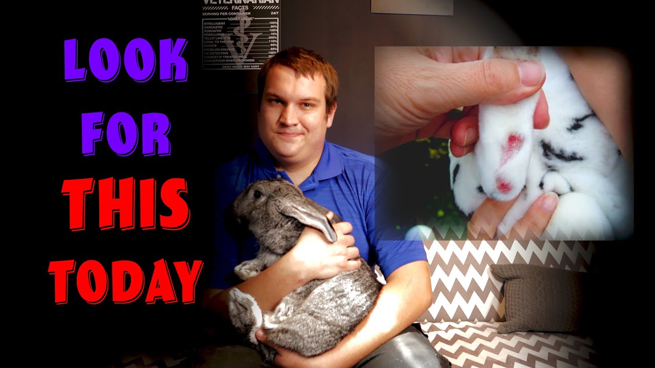 Sore Hocks in Rabbits - YouTube