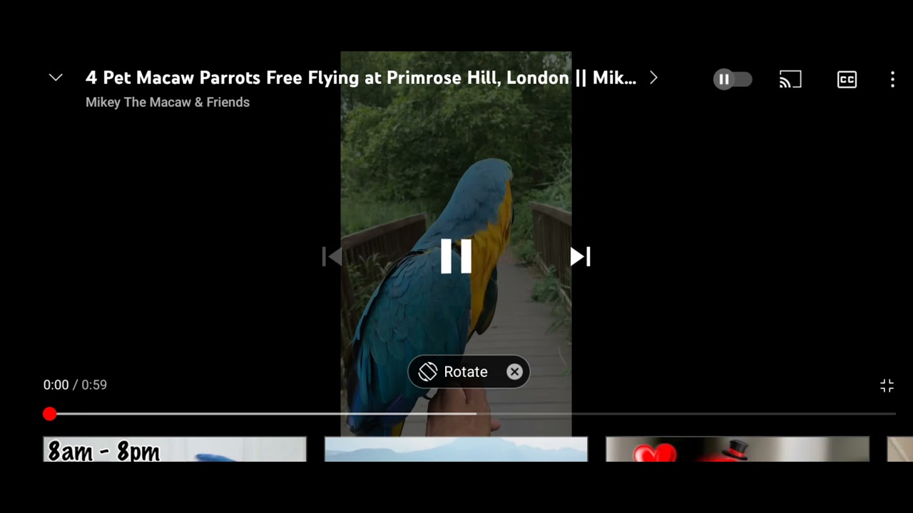 parrots yay - YouTube
