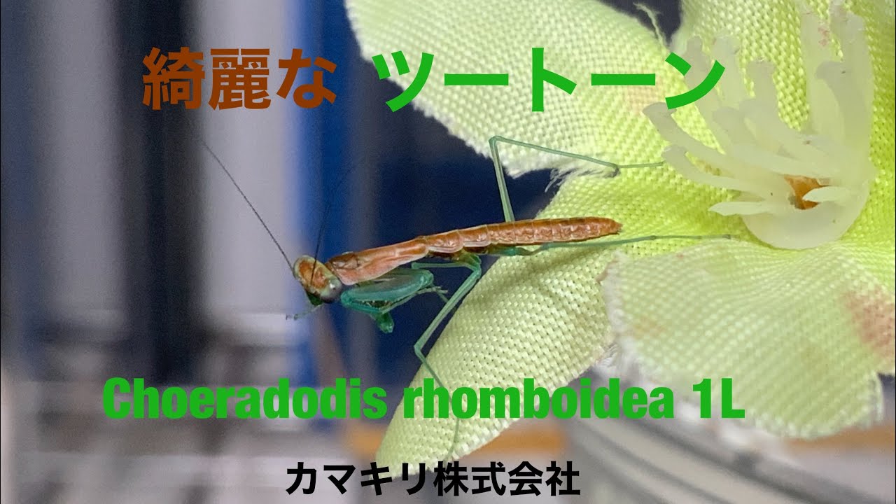 Choeradodis rhomboidea 1L 綺麗なツートーンmantis - YouTube