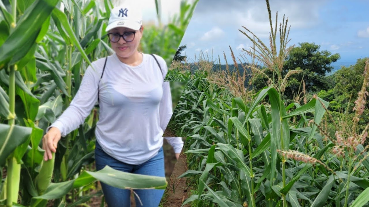 Esta Pronta La Cosecha De Elotes! - YouTube