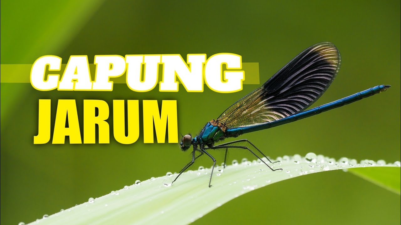 BAGAIMANA MATA CAPUNG JARUM??? - YouTube