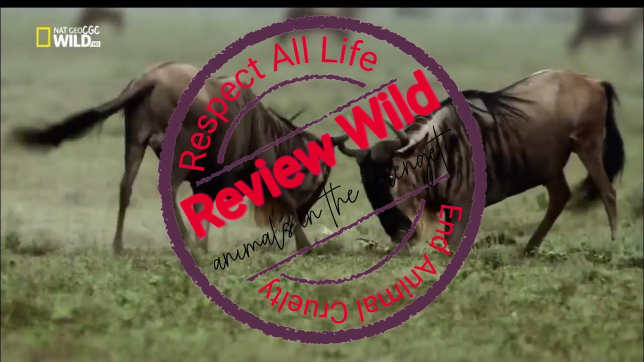 []ReWild Phần 3 - Di Cư Của Động Vật Hoang Dã Ở Đồng Cỏ Serengeti. - YouTube