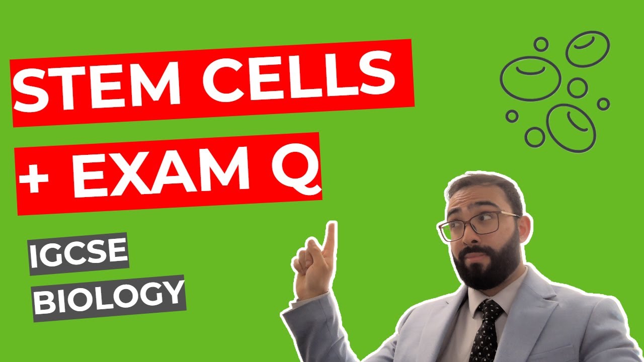 Stem Cells + Exam Q | IGCSE Edexcel Biology - YouTube